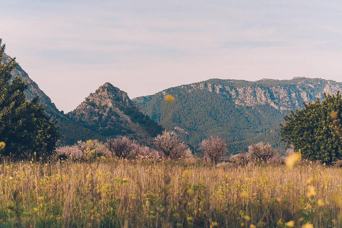 12 Photos to make you want to visit Mallorca in February - Helen ...