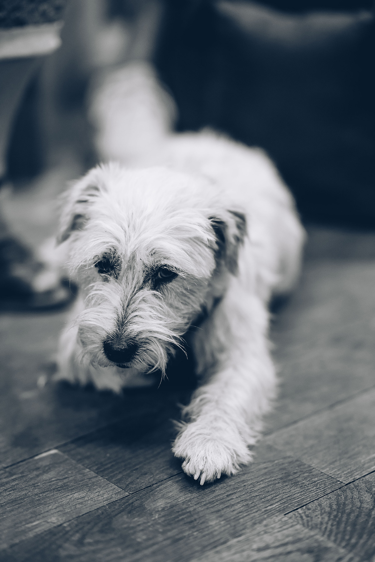 “We have a silent communication with our dogs” - Living in Mallorca